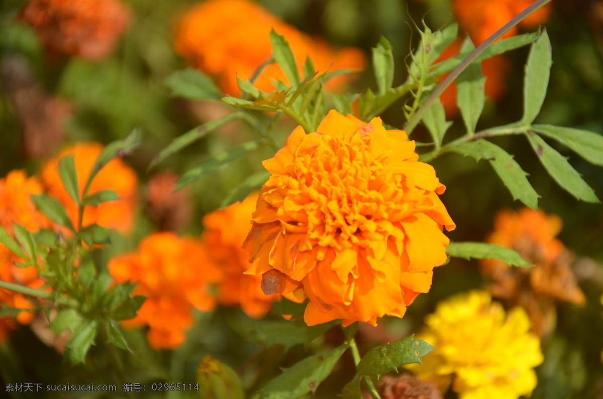 孔雀草素材图片下载-素材编号02965114-素材天下图库