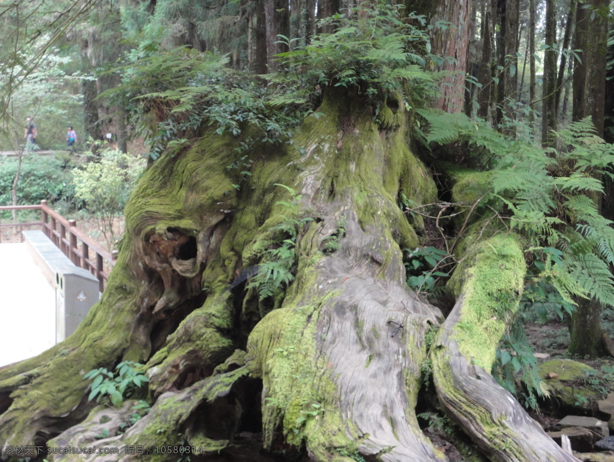 老树素材图片下载-素材编号10580314-素材天下图库